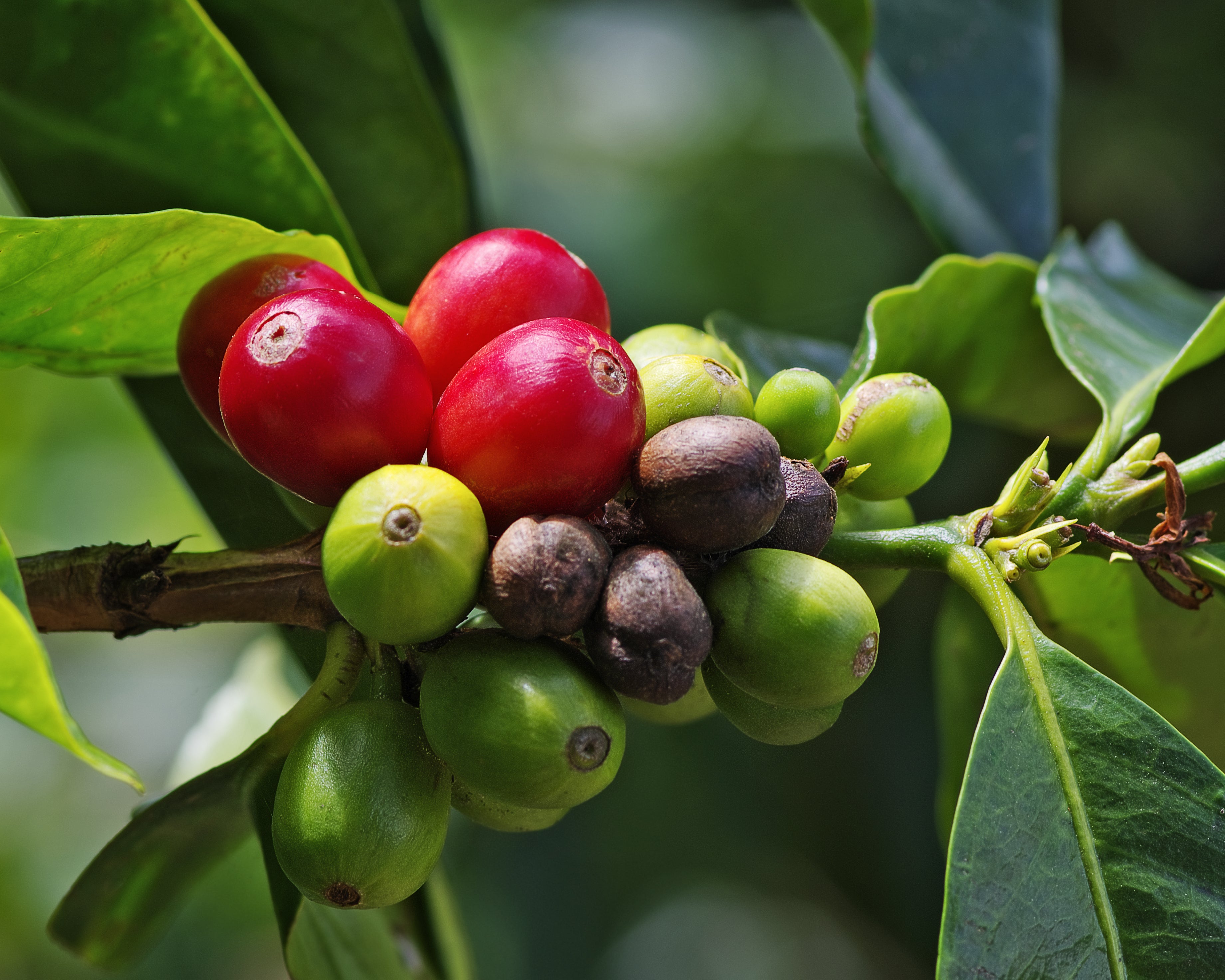 FINCA MOMOTO, MARAGOGYPE – 20grams Coffee Roastery