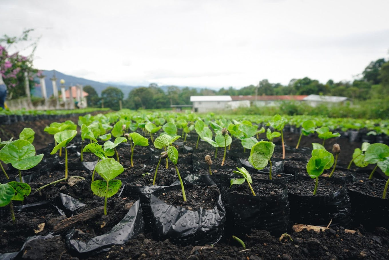 CHEVAS COFFEE ESTATE – 20grams Coffee Roastery