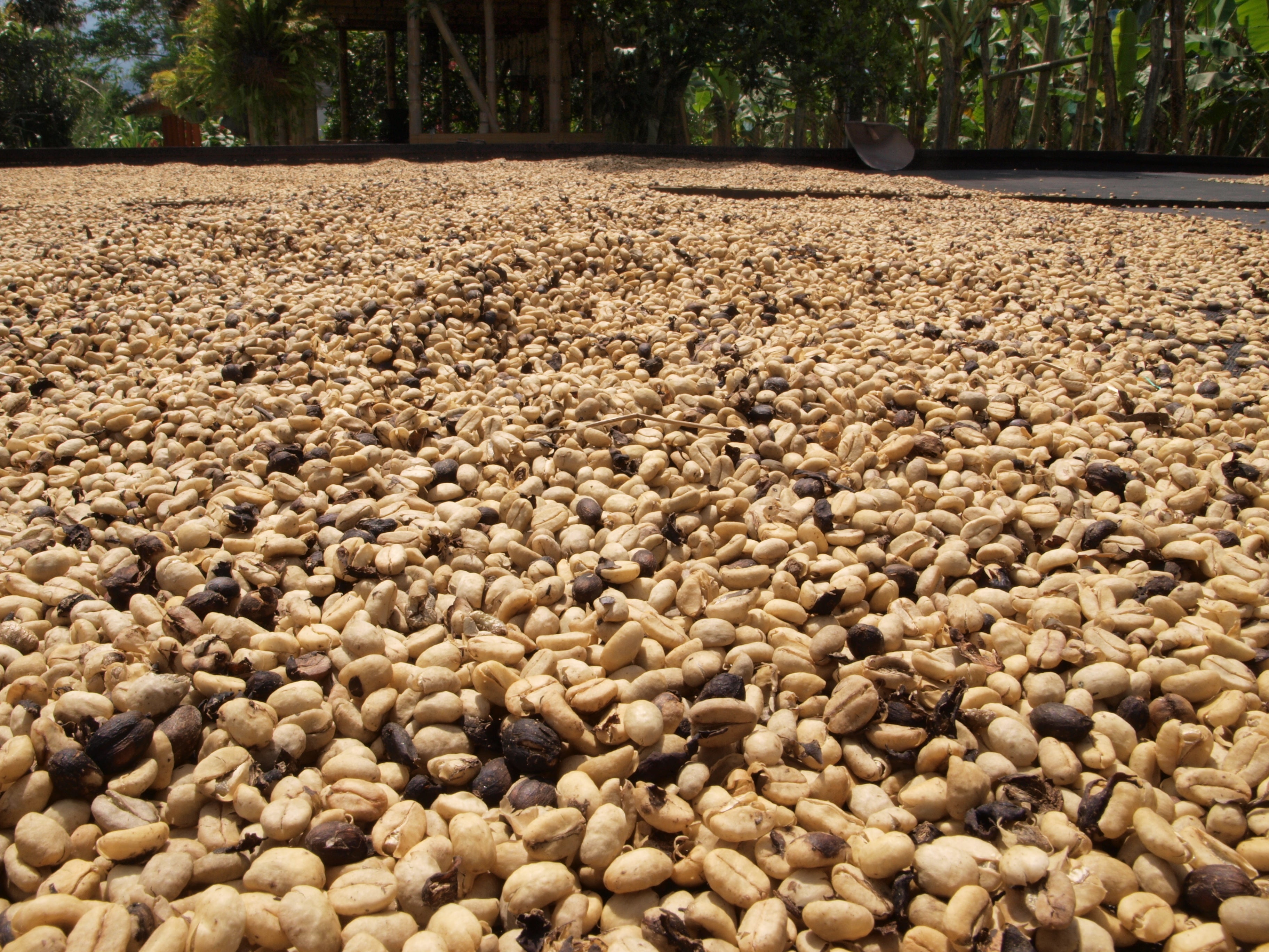 NEW RELEASES – 20grams Coffee Roastery