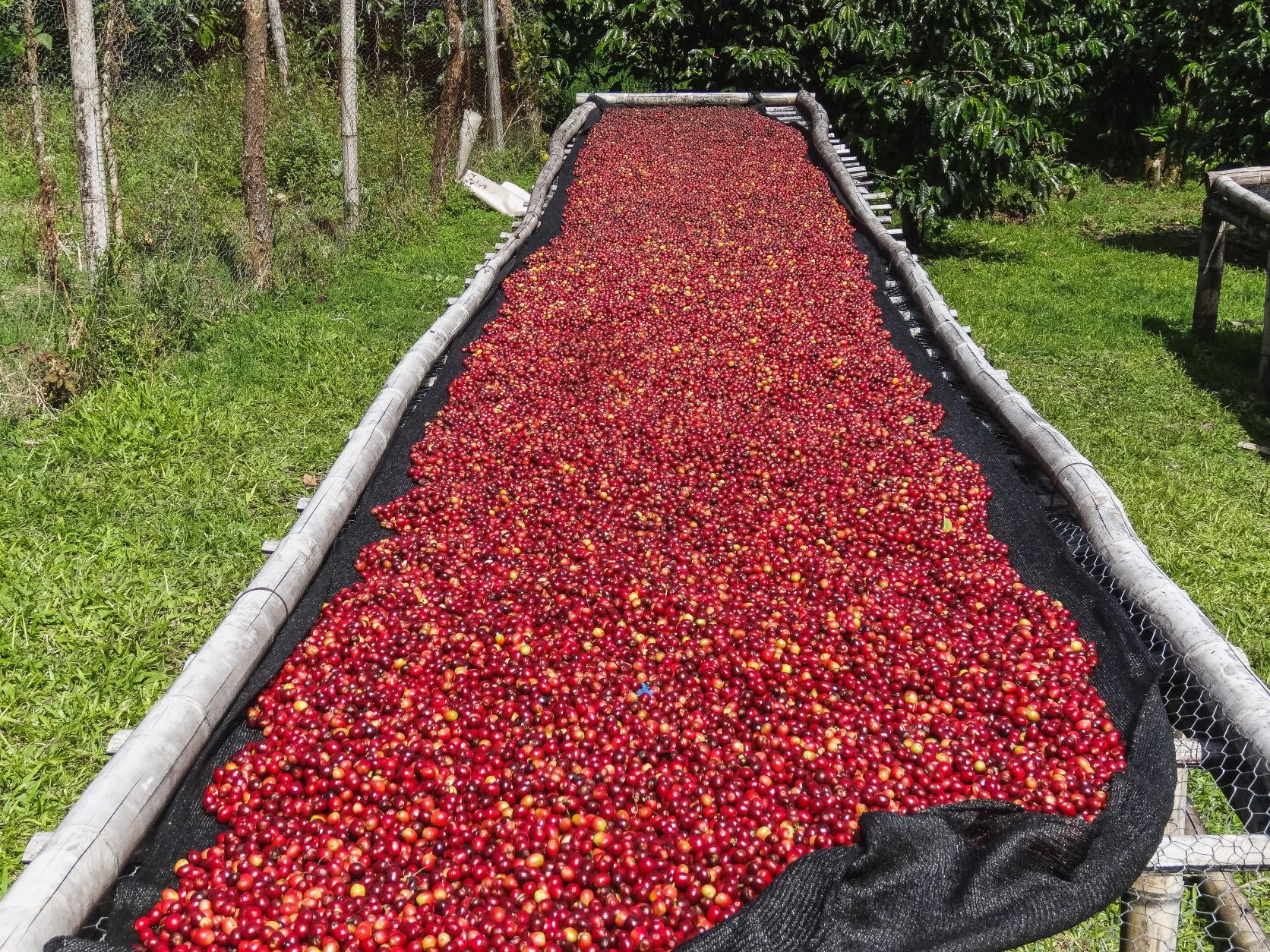 PANAMA – 20grams Coffee Roastery