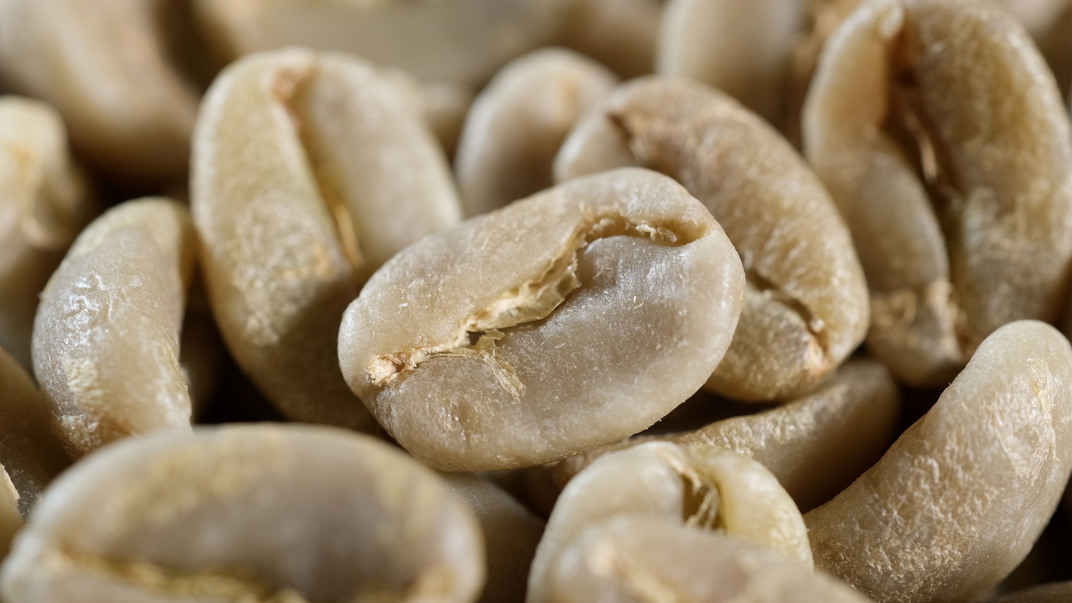 OUR COFFEE – 20grams Coffee Roastery